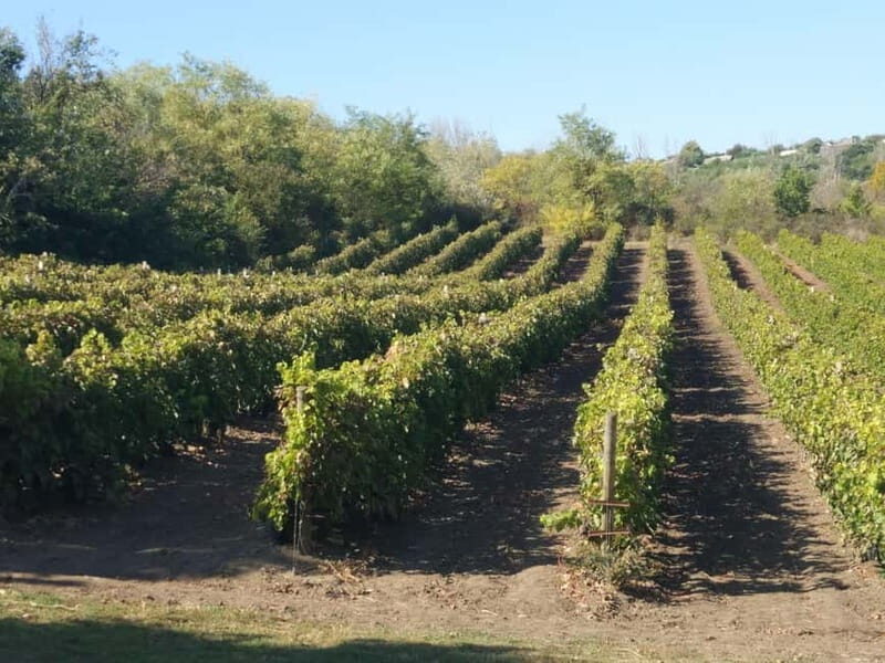 From Alicante and Elche: Guided tour for vineyard and winery with tasting - A Deep Dive into the Alicante Vineyards and Wineries Tour