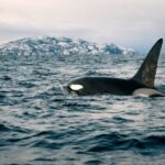 From Alta: Small Group Whale Watching by RIB - How the Tour Is Structured