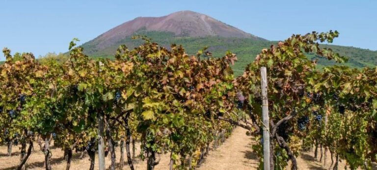 From Amalfi: Pompeii and Mount Vesuvius Winery Private Tour - Why This Tour Offers Good Value