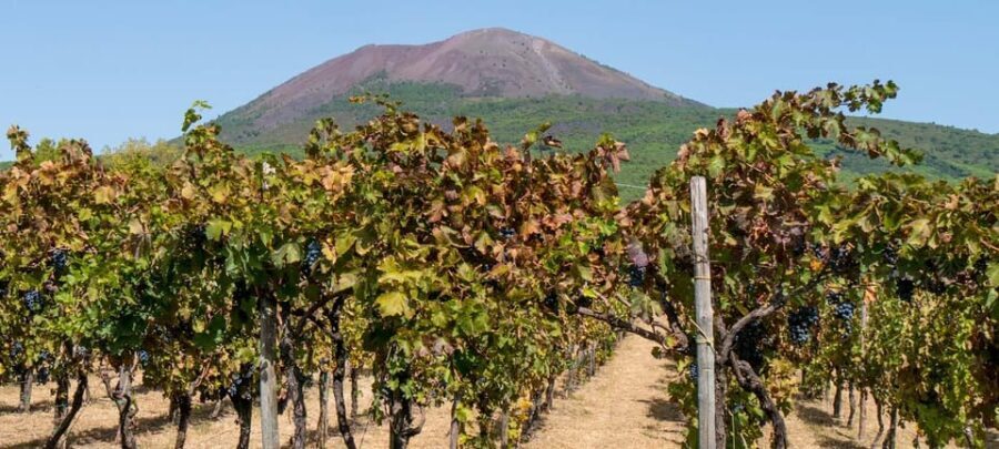From Amalfi: Pompeii and Mount Vesuvius Winery Private Tour - Why This Tour Offers Good Value