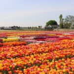 From Amsterdam: Keukenhof Gardens & Tulip Experience Tour - The Tulip Experience: A Close-Up of Tulips and Their Story