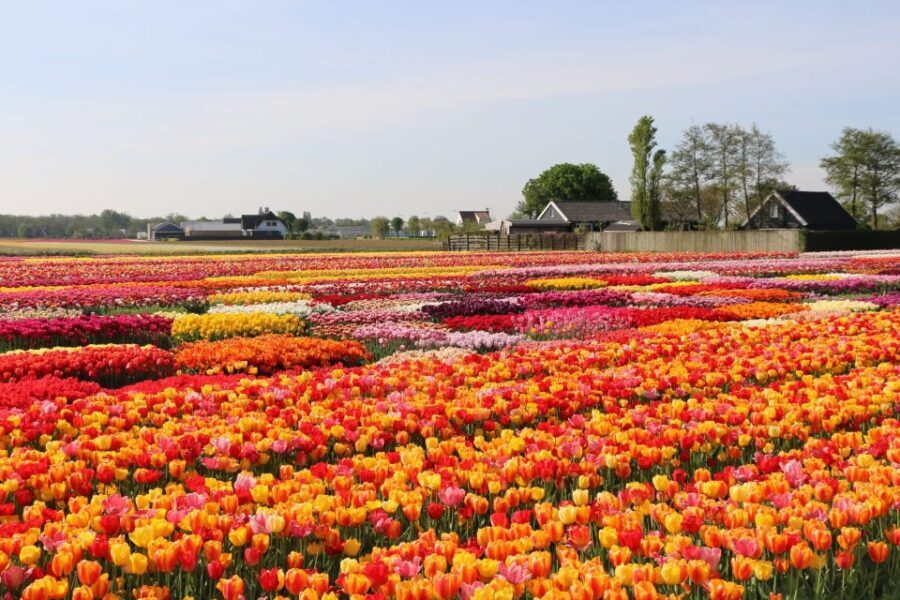 From Amsterdam: Keukenhof Gardens & Tulip Experience Tour - The Tulip Experience: A Close-Up of Tulips and Their Story