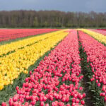 From Amsterdam: take the famous Tulip route tour - The Value of This Tour