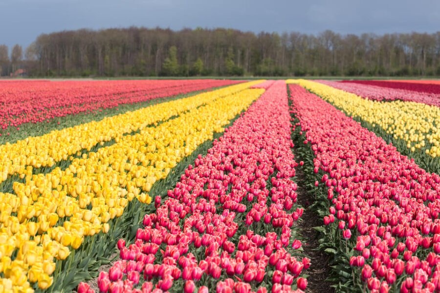 From Amsterdam: take the famous Tulip route tour - The Value of This Tour