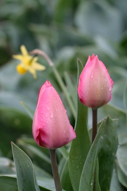 From Amsterdam: Tulip Fields of Holland Tour - The Highlights: Exploring the Tulip Region
