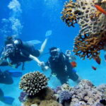 From Antalya: Scuba Diving With Lunch and Transfer - The Value of Ease and Comfort