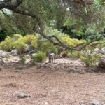 From Arbatax: 4hour jeep tour of the Golgo Plateau in Baunei - What to Expect on the Tour