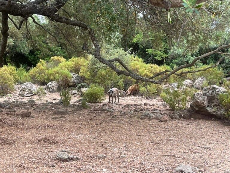 From Arbatax: 4hour jeep tour of the Golgo Plateau in Baunei - What to Expect on the Tour