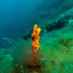 From Athens: Scuba Diving at the Blue Hole - The Value and Pricing