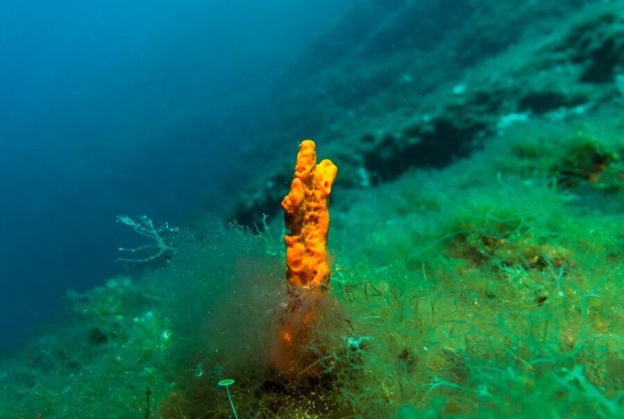 From Athens: Scuba Diving at the Blue Hole - The Value and Pricing