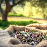 From Athens: Wine, Oil, & Cheese Tasting in Nemea & Argolis - Practical Details and What to Expect