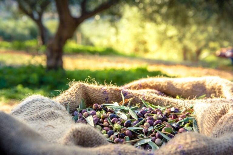 From Athens: Wine, Oil, & Cheese Tasting in Nemea & Argolis - Practical Details and What to Expect