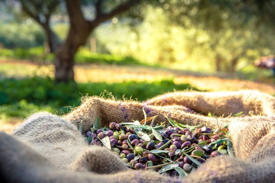 From Athens: Wine, Oil, & Cheese Tasting in Nemea & Argolis - Practical Details and What to Expect
