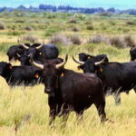 From Avignon: Camargue Tour with Pont de Gau Bird Park Entry - The Practical Side: How It All Comes Together