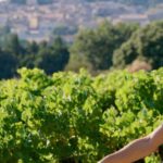 From Avignon: Châteauneuf du Pape Half-Day Wine Tour - The Scenic Drive & Historical Stop