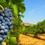 From Avignon: Half-Day Great Vineyards Tour - The Practicalities: Price, Duration, and Value