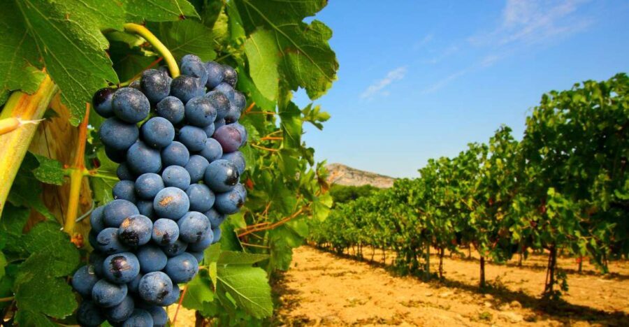 From Avignon: Half-Day Great Vineyards Tour - The Practicalities: Price, Duration, and Value