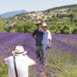 From Avignon: Half-Day Lavender Tour of Luberon - Who Should Consider This Tour?