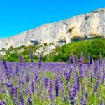 From Avignon: Lavender Tour around Valensole or Sault - Exploring the Lavender Fields