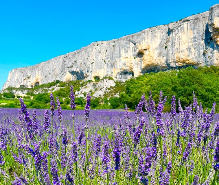 From Avignon: Lavender Tour around Valensole or Sault - Exploring the Lavender Fields