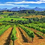 From Barcelona: El Penedès Hike & Wines - The Itinerary Unpacked
