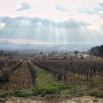 From Barcelona: Pvt Penedès Wine & Cava Tastings with Lunch - The Charm of the Penedès Region