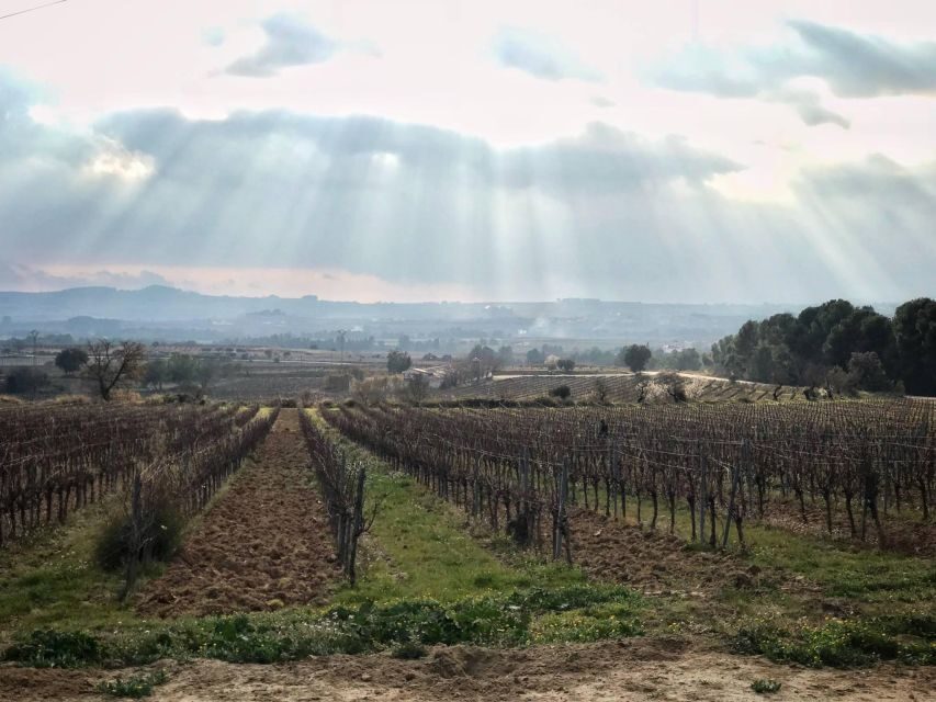 From Barcelona: Pvt Penedès Wine & Cava Tastings with Lunch - The Charm of the Penedès Region