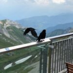 From Basel: Mt. Pilatus and Lake Lucerne Private Tour - An in-depth look at the itinerary