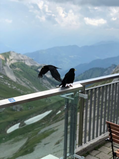 From Basel: Mt. Pilatus and Lake Lucerne Private Tour - An in-depth look at the itinerary