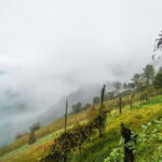 From Batumi: Songs & Flavors of Merisi Village - Practical Details and Value