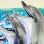 From Belek: Dolphin Show with Transfers - What to Expect from the Dolphin Show Tour