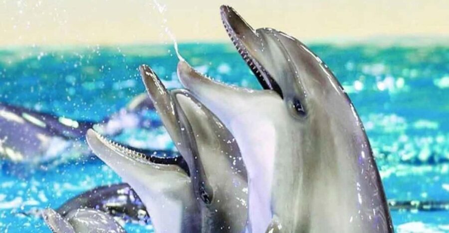 From Belek: Dolphin Show with Transfers - What to Expect from the Dolphin Show Tour