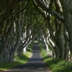 From Belfast: Giant's Causeway, Dunluce Castle & Dark Hedges - The Itinerary in Detail