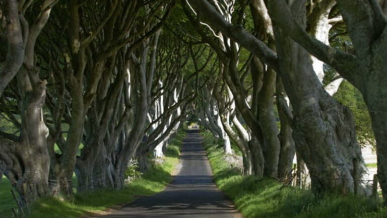 From Belfast: Giant's Causeway, Dunluce Castle & Dark Hedges - The Itinerary in Detail