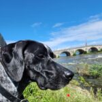 From Blois: Cycling with Canine Companions - The Itinerary: A Day of Scenic Beauty and Cultural Riches
