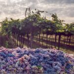 From Bologna: Wine Tasting and Vineyard Tour - The Real Takeaway: Who Will Love This Tour?