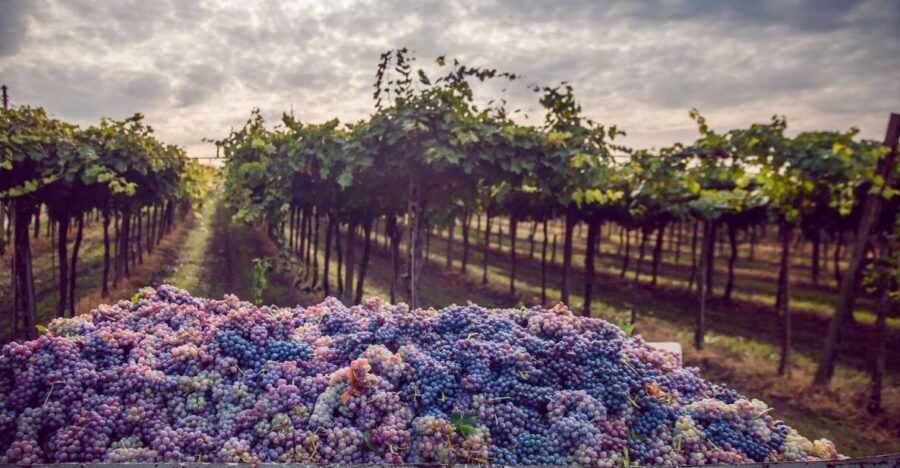 From Bologna: Wine Tasting and Vineyard Tour - The Real Takeaway: Who Will Love This Tour?