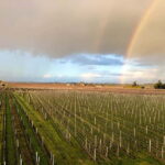 From Bordeaux: A day to visit the Medoc and Saint-Emilion - What Makes This Tour Stand Out?