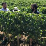 From Bordeaux: Half-Day Saint-Emilion Wine Tour - A Close Look at the Itinerary and Experience