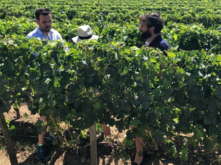 From Bordeaux: Half-Day Saint-Emilion Wine Tour - A Close Look at the Itinerary and Experience
