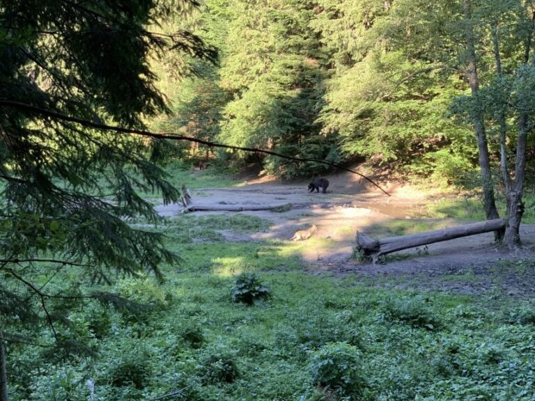 From Brasov: Bear Watching in the Wild - Detailed Breakdown of the Itinerary