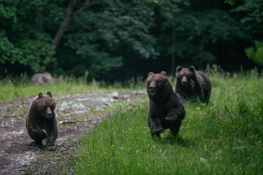 From Brasov: Brown Bear Watching in the Carpathian Mountains - An In-Depth Look at the Brown Bear Watching Tour