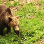 From Brasov: Small-Group Brown Bear Watching Tour - Price & Value