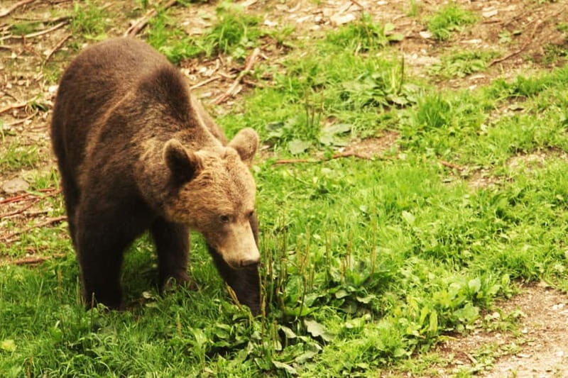 From Brasov: Small-Group Brown Bear Watching Tour - Price & Value