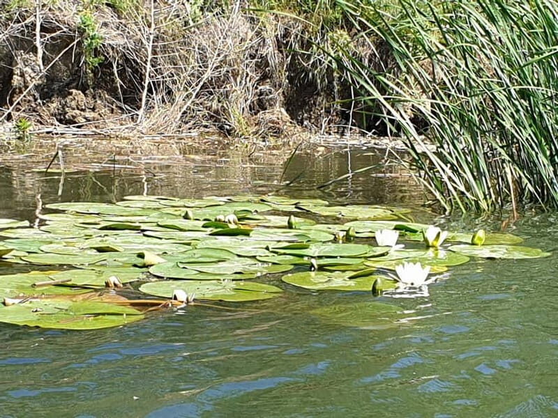 From Bucharest: 2-Day Danube Delta Wonders Small Group Tour - The Itinerary in Detail: What You Can Expect