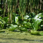 From Bucharest: 3-Day Danube Delta Birdwatching Private Tour - Exploring the Danube Delta: Why It Matters