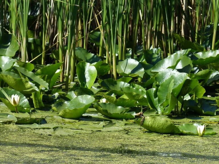 From Bucharest: 3-Day Danube Delta Birdwatching Private Tour - Exploring the Danube Delta: Why It Matters
