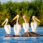 From Bucharest: Day Trip to Danube Delta - What Makes This Tour Stand Out
