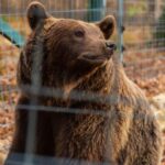 From Bucharest: Dracula's Castle & Bear Sanctuary Adventure - What’s Included and What to Keep in Mind