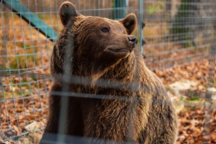 From Bucharest: Dracula's Castle & Bear Sanctuary Adventure - What’s Included and What to Keep in Mind